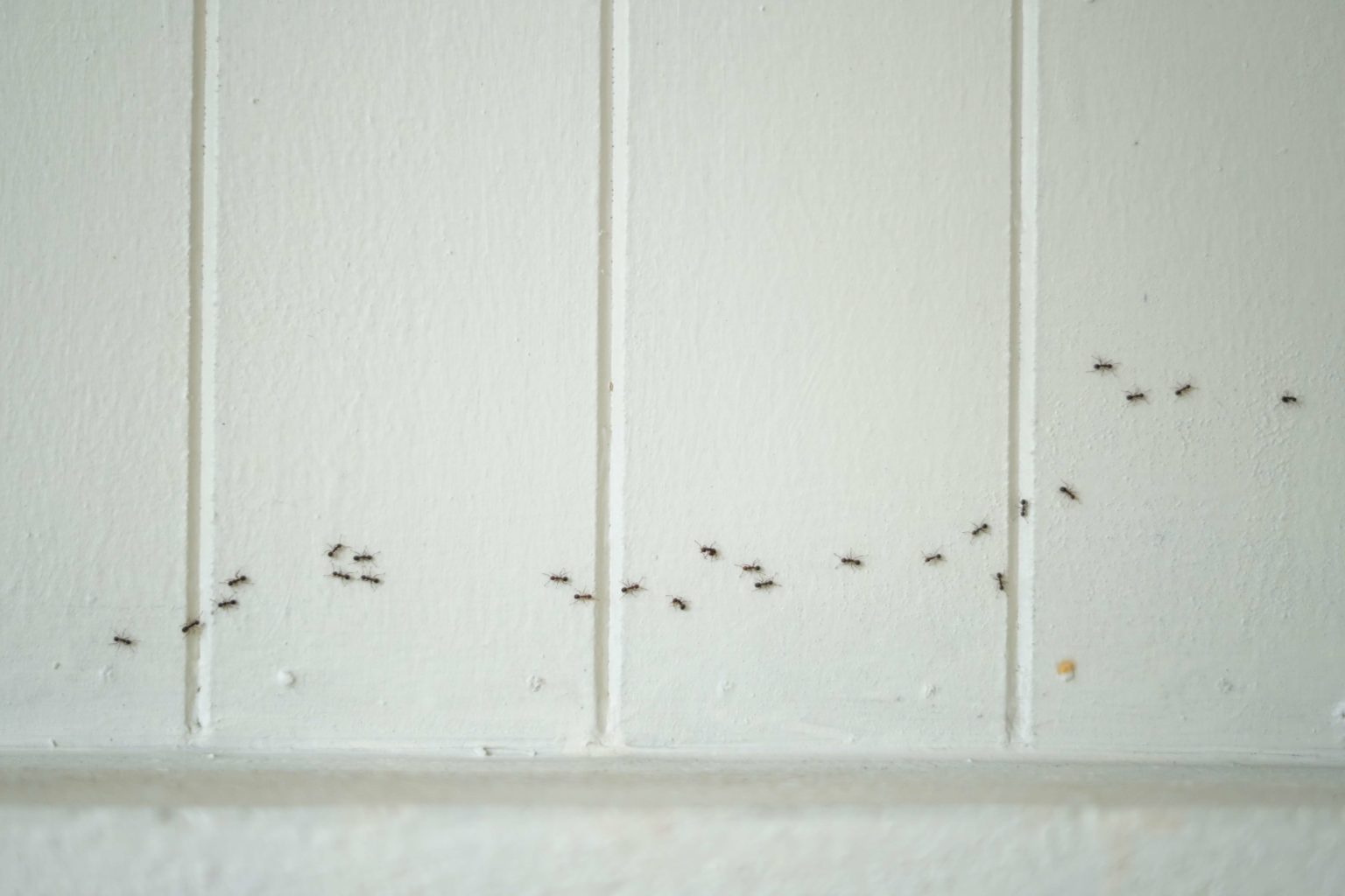 Ant Pest Control - Effective Ant Treatment & Ant Prevention Service