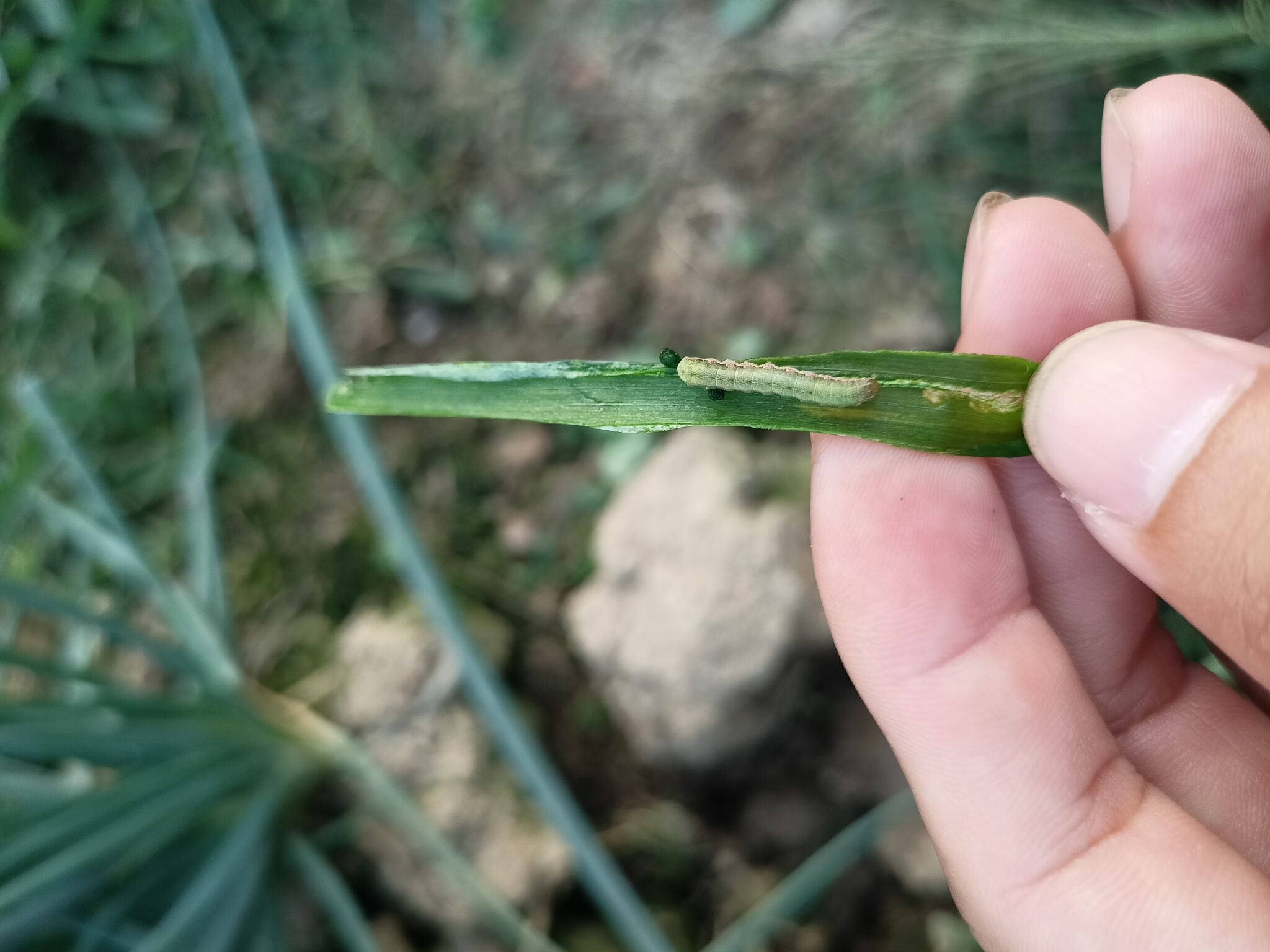 Armyworm Treatment & Pest Control - Flick Pest Control