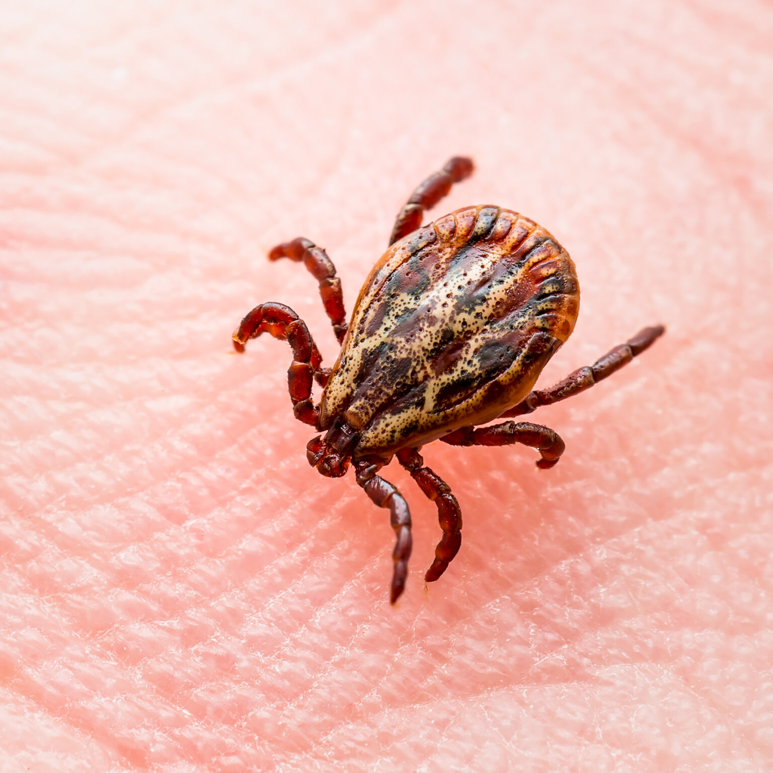 Tick Pest Control, Tick Treatment - Flick Pest Control