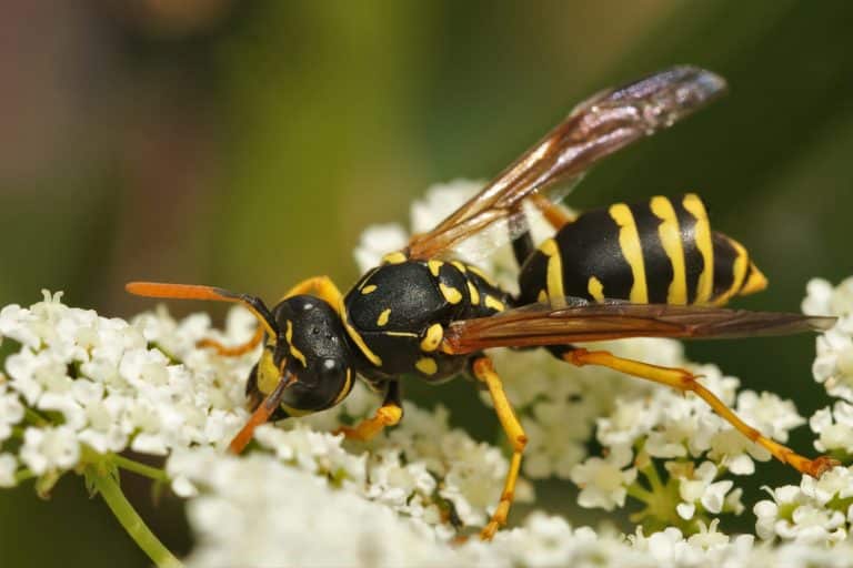 Wasp Pest Control & Treatment, Wasp Removal Service