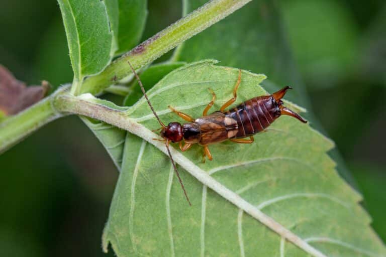 Earwig Pest Control, Treatment for Earwigs - Flick Pest Control