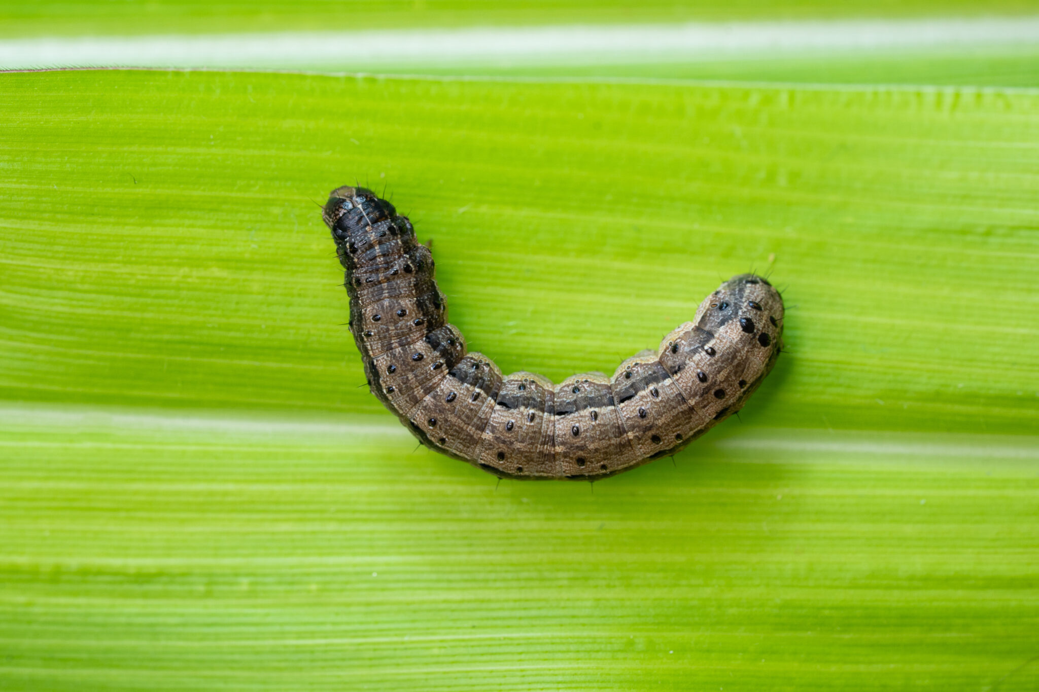 Armyworm Treatment & Pest Control - Flick Pest Control