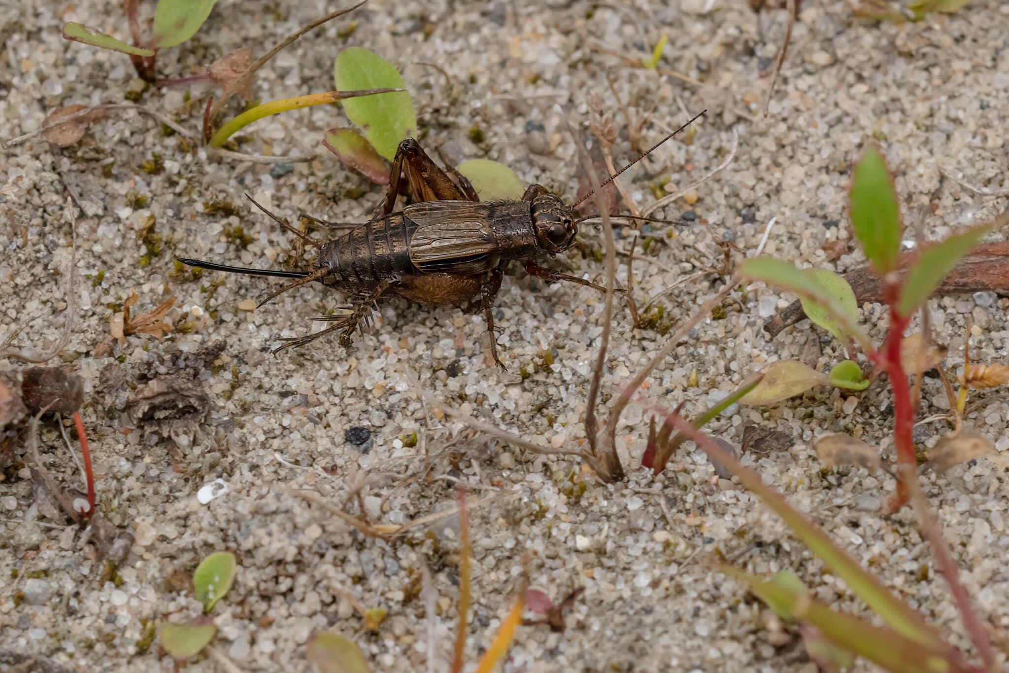 Cricket Pest Control, Cricket Prevention & Removal - Flick