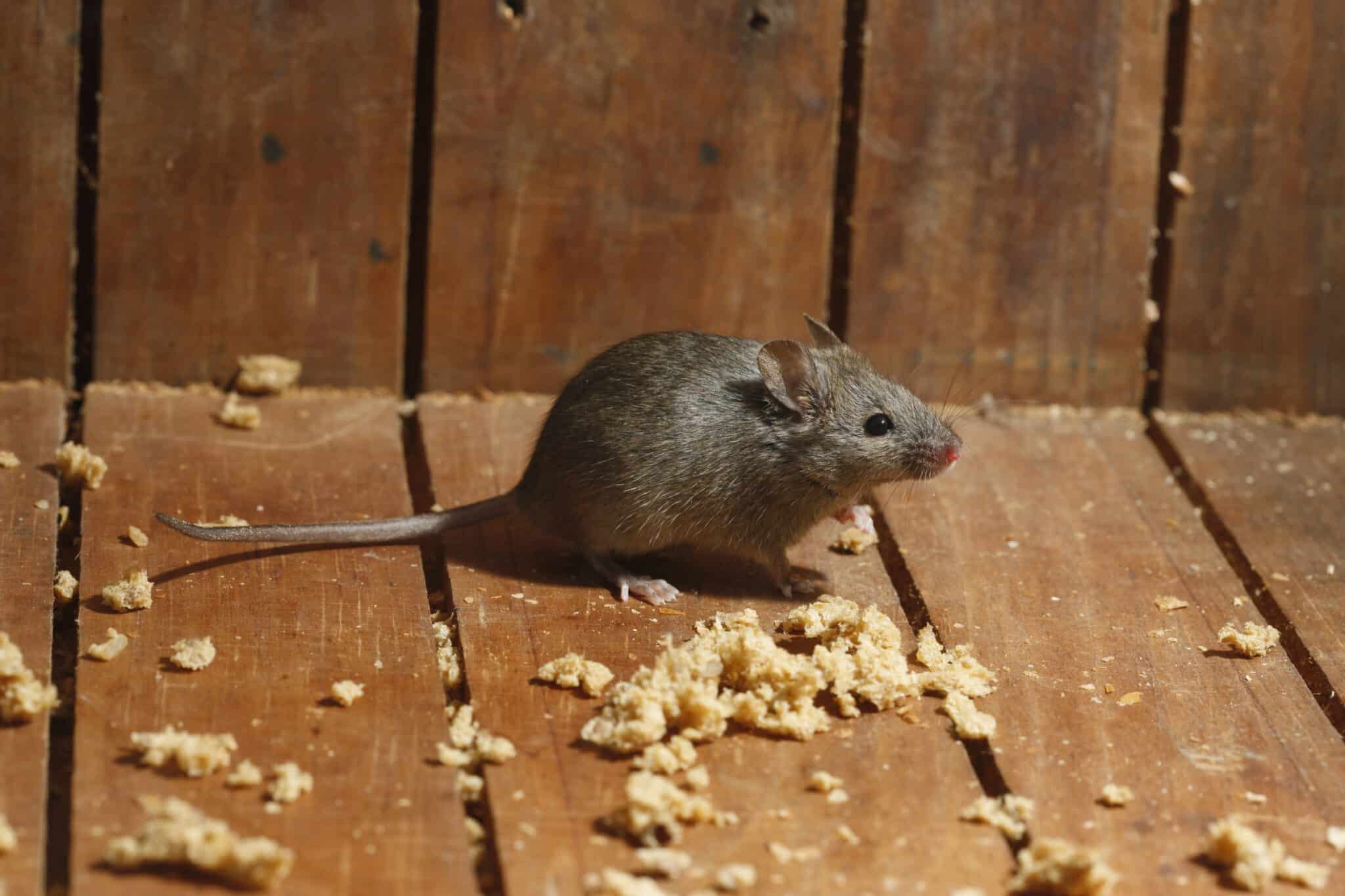 Mice Pest Control, Mice Treatment & Removal - Flick