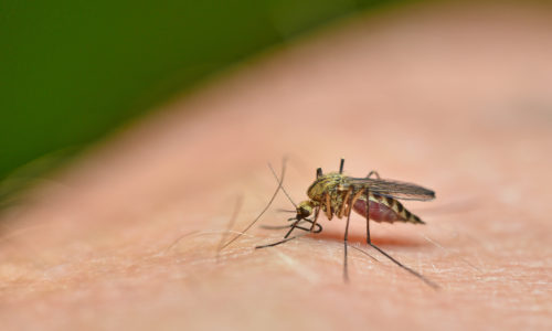 Indoor Mosquito Control for Perth Businesses | Managing Ross River ...