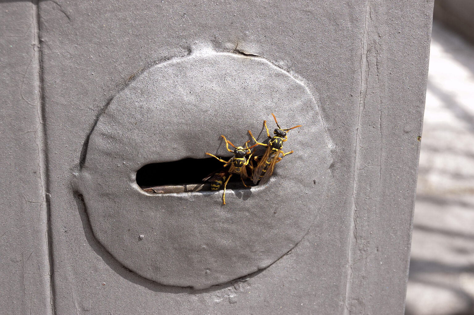 Brisbane Pest Control | Most Trusted Pest Control Solutions