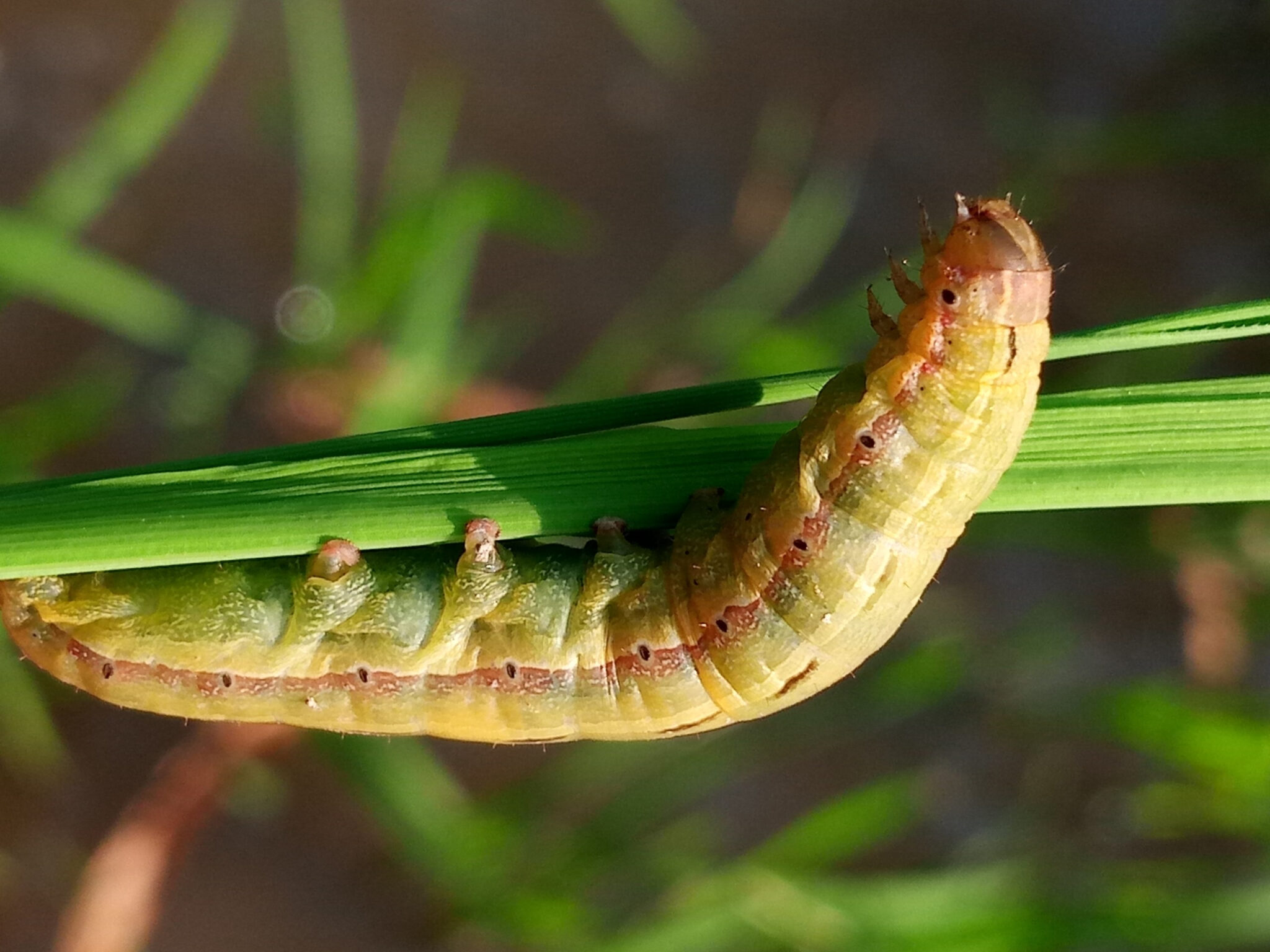 Armyworm Treatment & Pest Control - Flick Pest Control