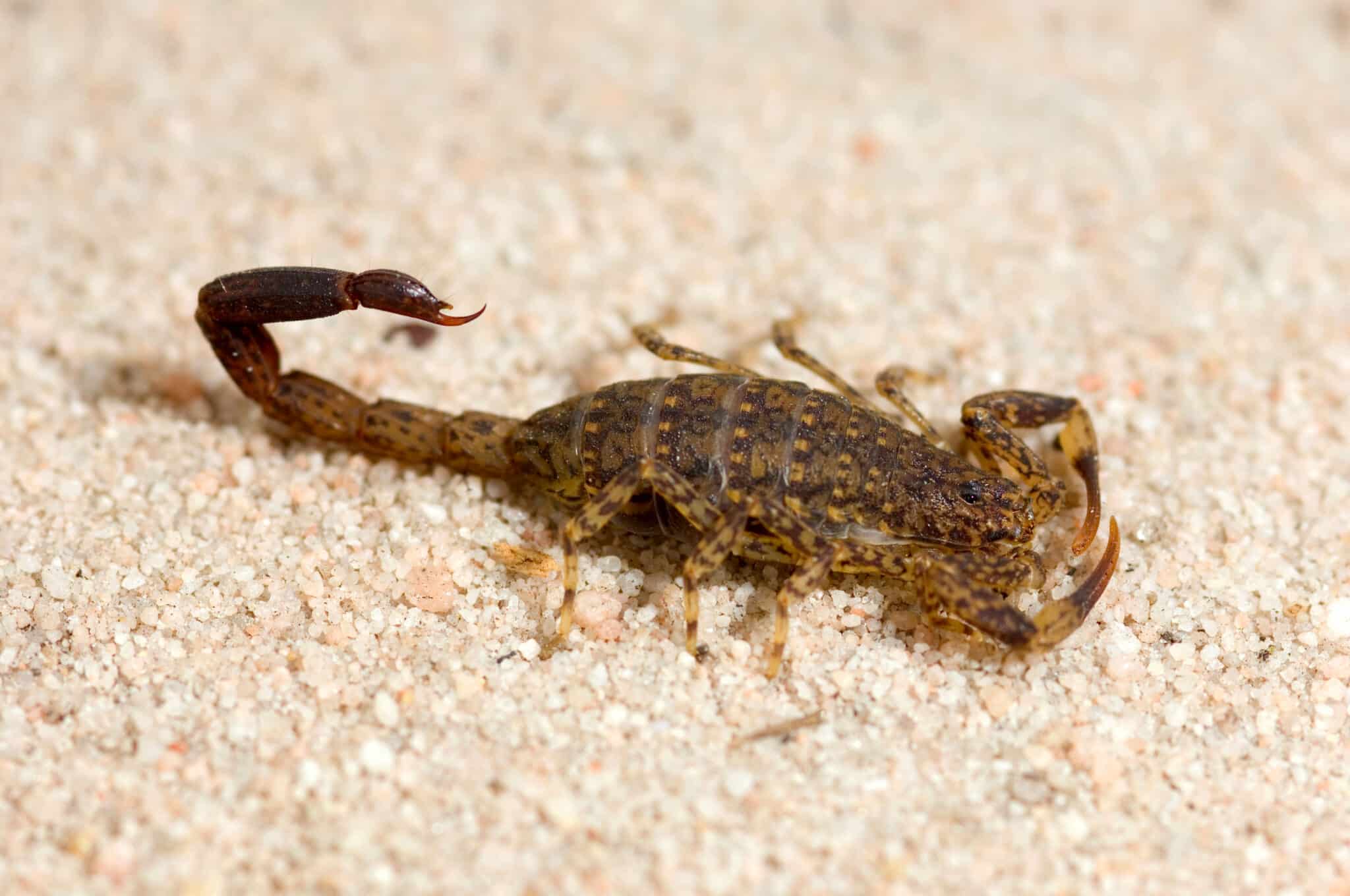 Scorpion Pest Control, Scorpion Removal & Treatment - Flick