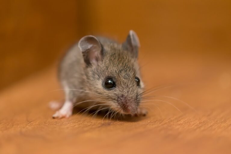 Mice Pest Control, Mice Treatment & Removal - Flick