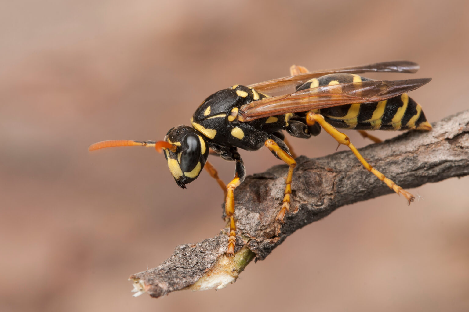 Wasp Pest Control & Treatment, Wasp Removal Service