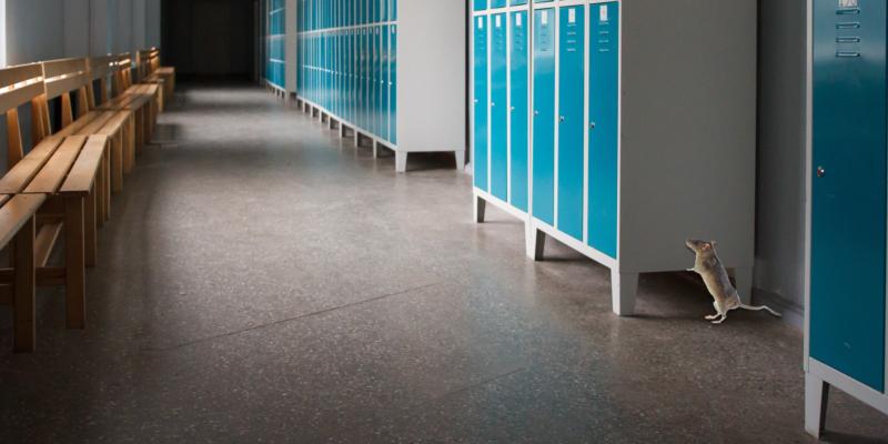 Protect Your Students from Pests With Non-Toxic Pest Control - Flick ...