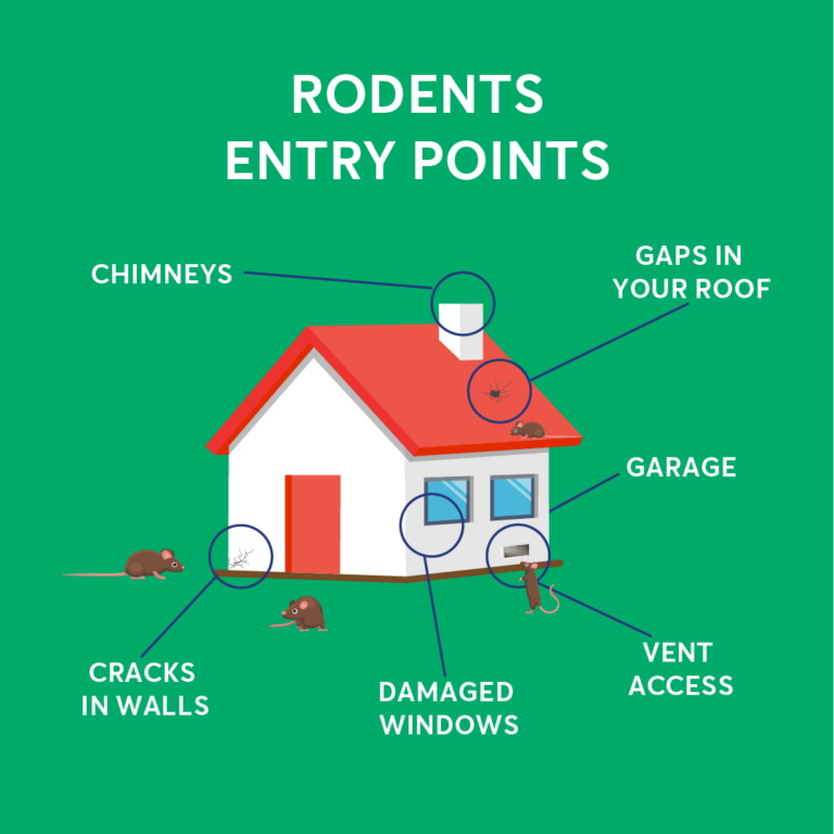 Rodent Protection: Do Not Let Rats Get into Your Home - Flick