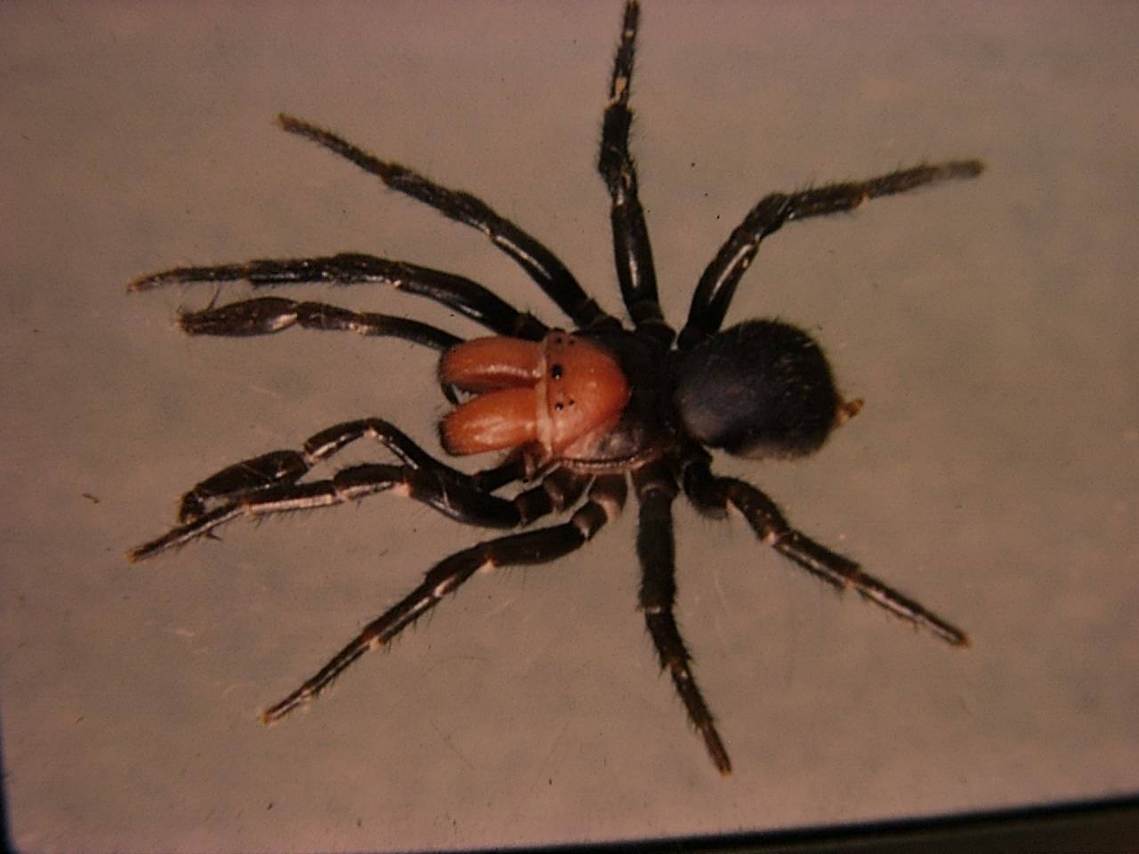 The 5 Most Dangerous Spiders of Australia - Flick Pest Control