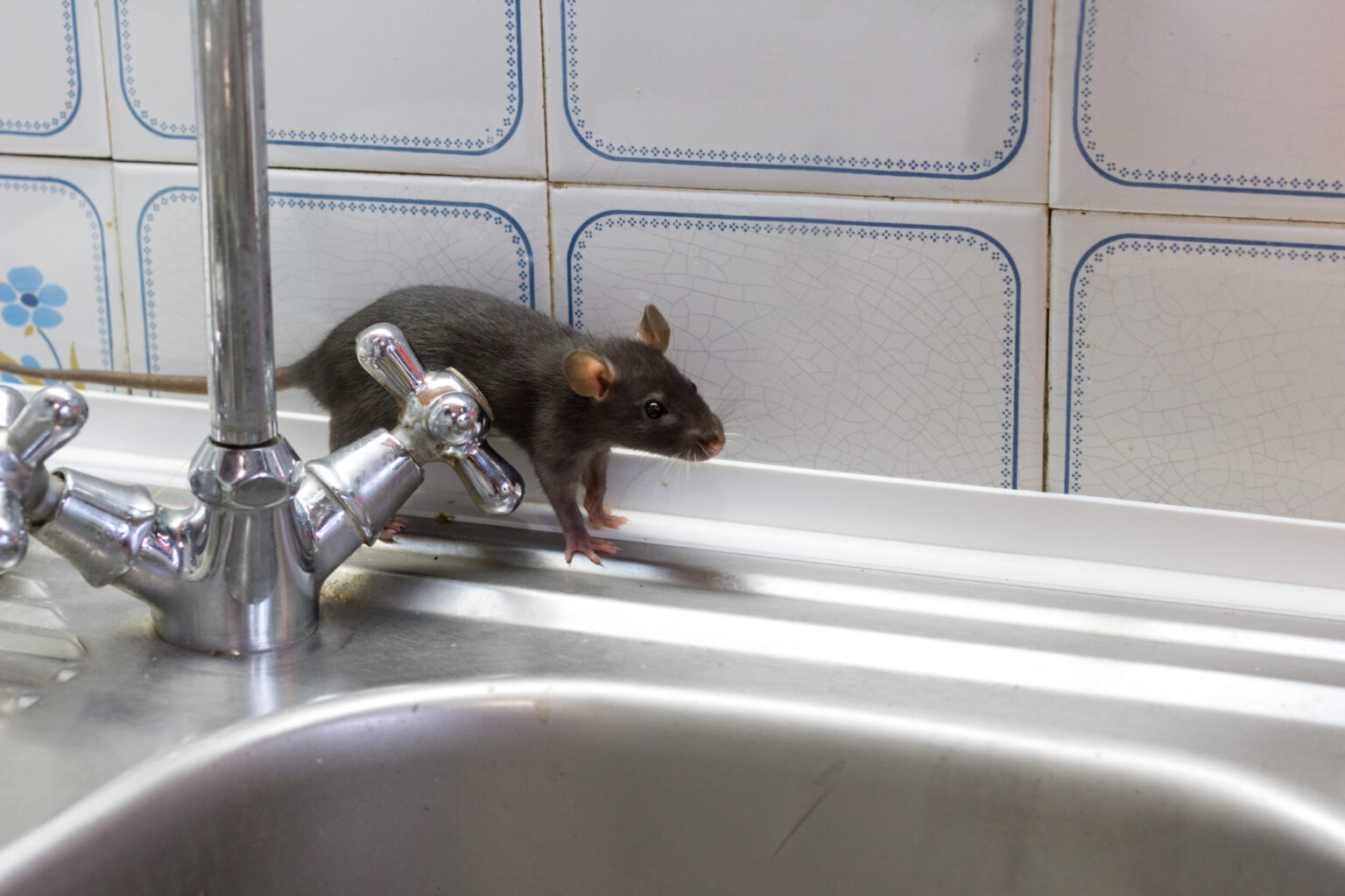 Professional Rodent Control Australia - Rat & Mouse Solutions - Flick ...