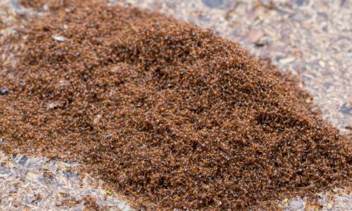 Fire Ants Are Moving North: What Sunshine Coast Residents Need to Know ...