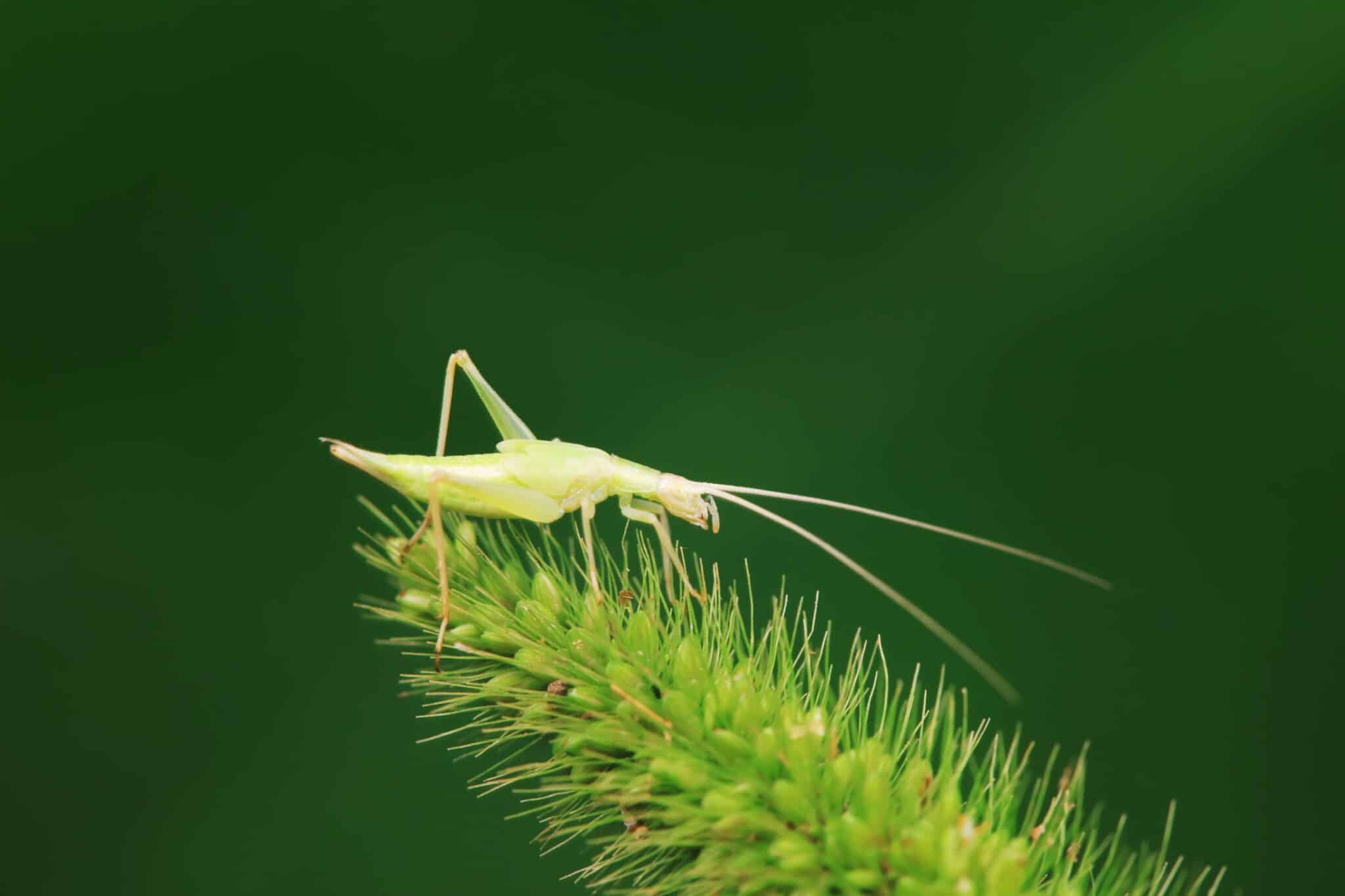 Cricket Pest Control, Cricket Prevention & Removal - Flick