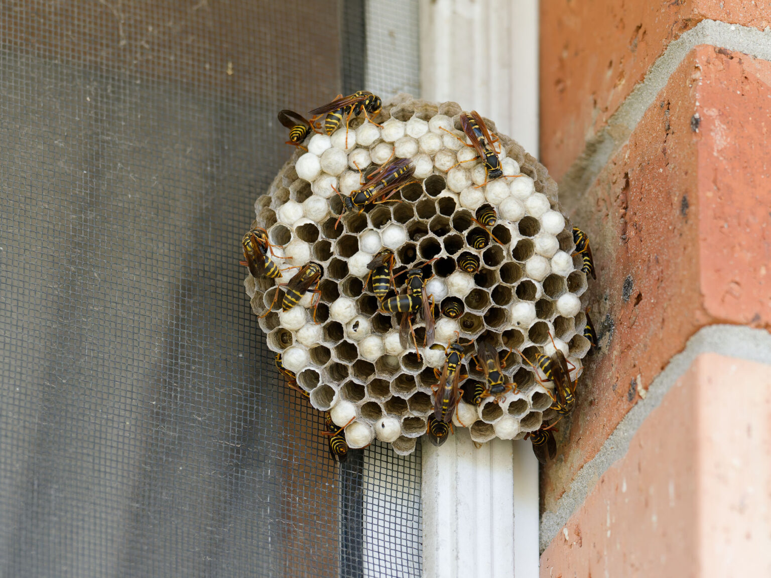 Wasp Pest Control & Treatment, Wasp Removal Service