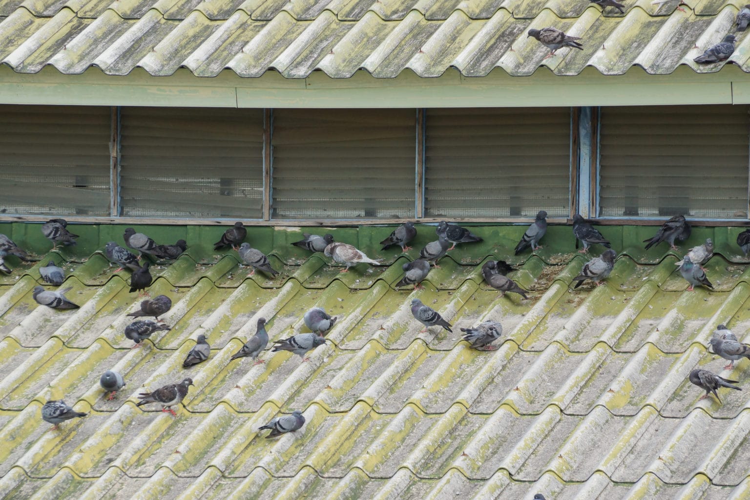 Bird Pest Control - Pigeons, Sea Gulls, Birds Control & Removal