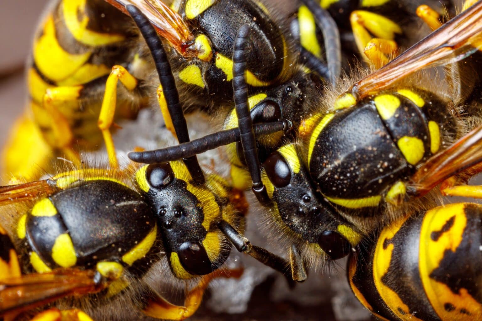 European Wasp Pest Control - Flick Pest Control