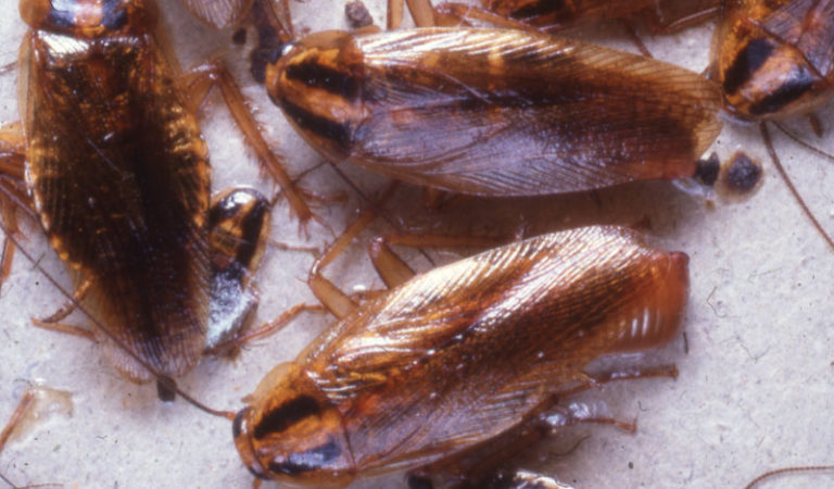 Cockroach Pest Control - Cockroach Infestation Treatment