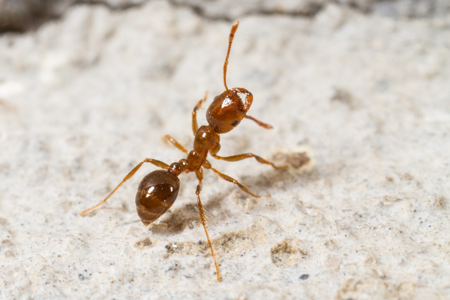 Fire Ant Pest Control, Fire Ant Removal & Treatment - Flick