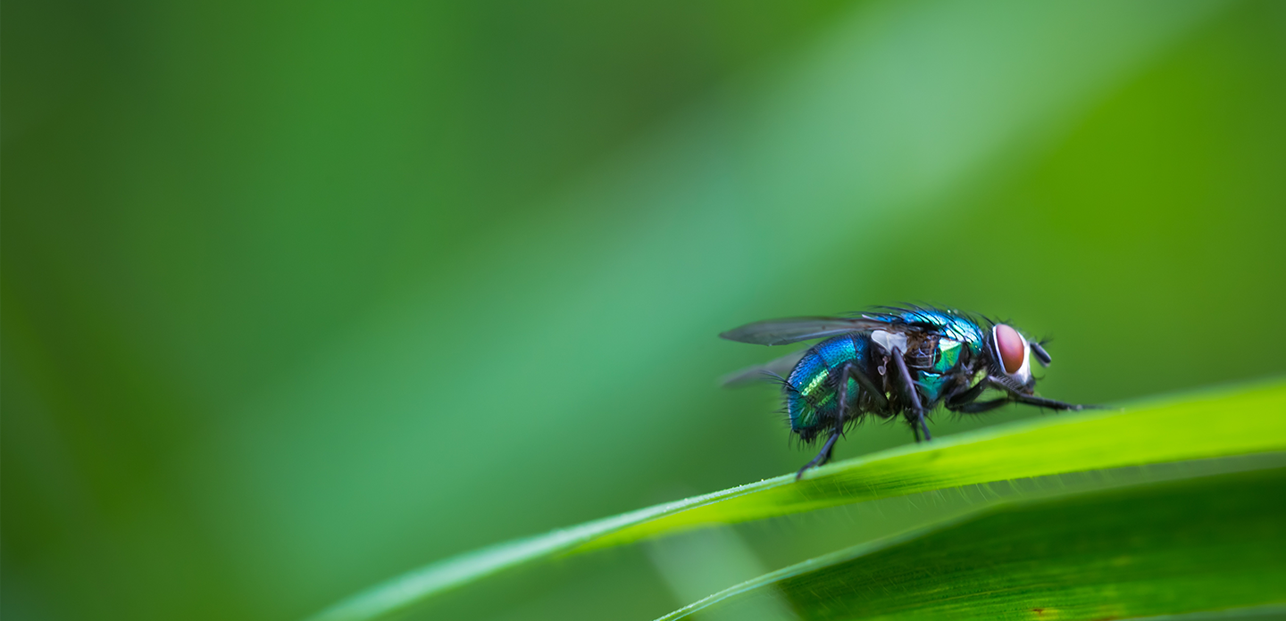 Flying Insect Control Units - Flick Pest Control
