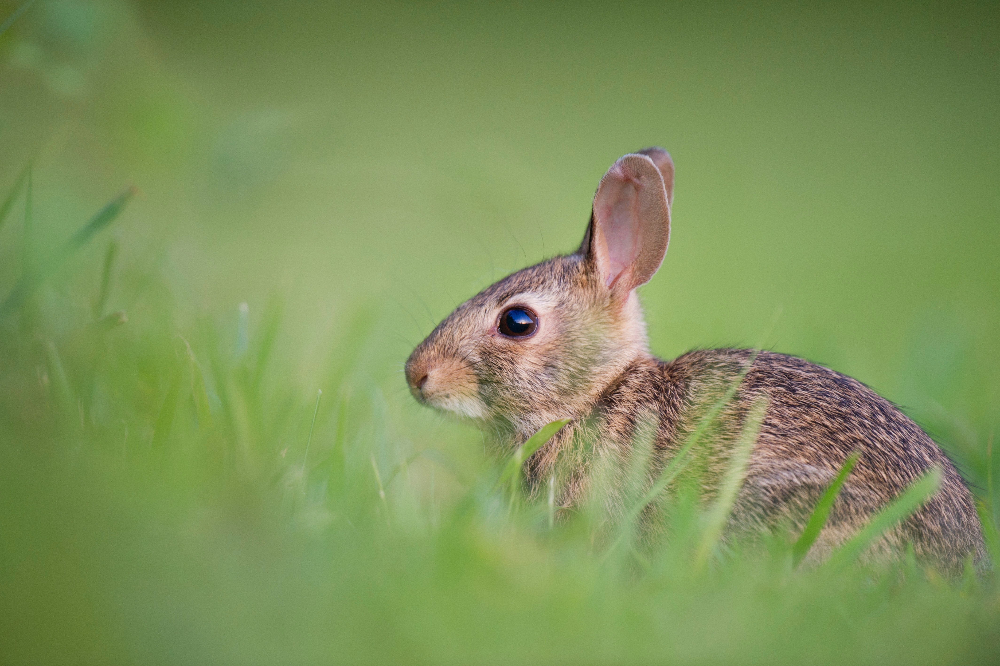 Wild Rabbit Pest Control, Rabbit Removal Service Australia