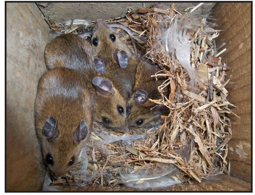 4 signs you have mice! - Flick Pest Control