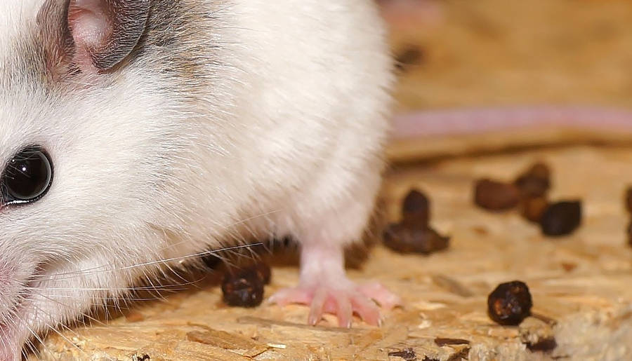 4 signs you have mice! - Flick Pest Control