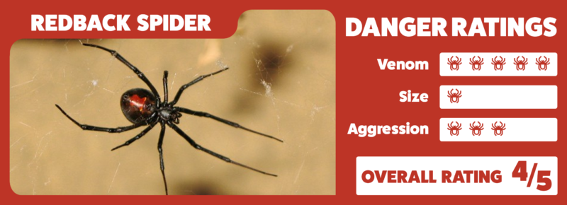 Dangerous Spiders in Australian Homes: Identification & Safety - Flick ...