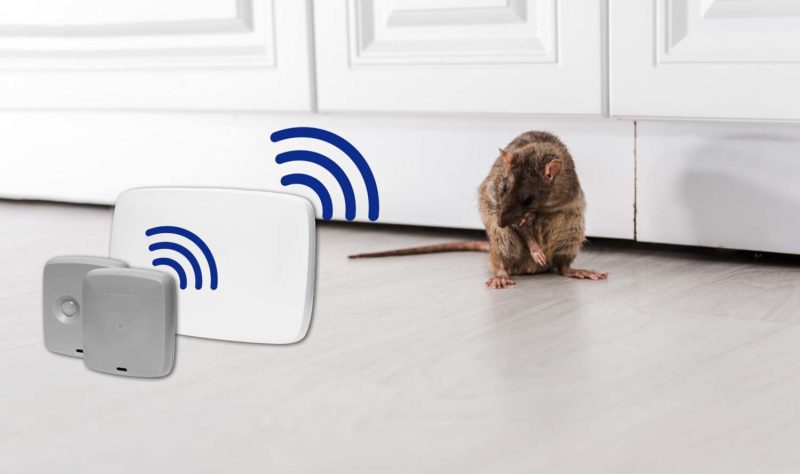 Professional Rodent Control Australia - Rat & Mouse Solutions - Flick ...