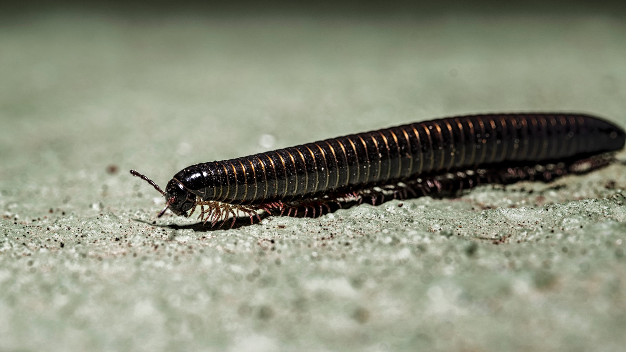 Millipede Pest Control - Flick Pest Control