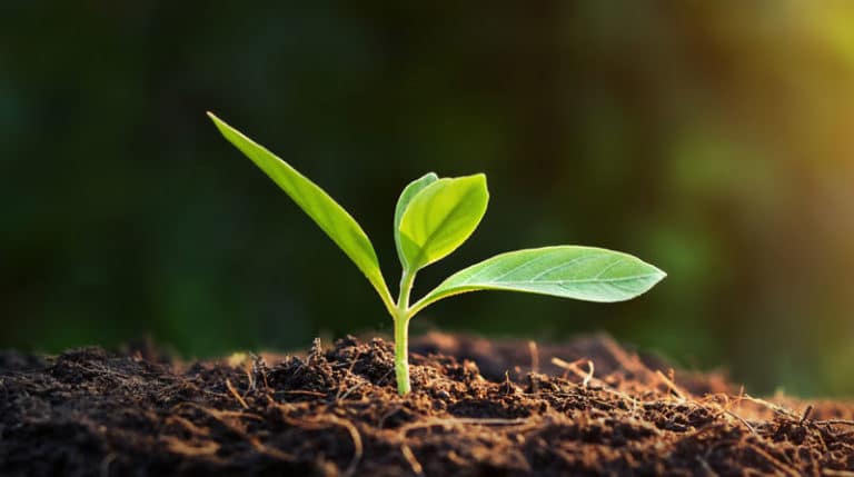 Digital Rodent Monitoring System, Digital Pest Control in Australia