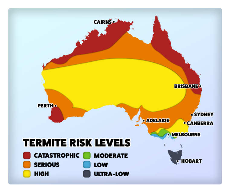 4 Signs That You Have a Termite Infestation - Flick Pest Control