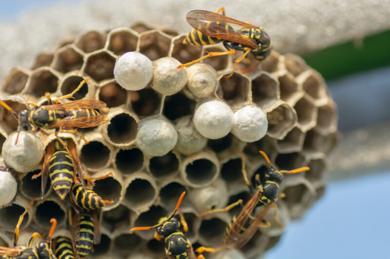 European Wasp Pest Control - Flick Pest Control